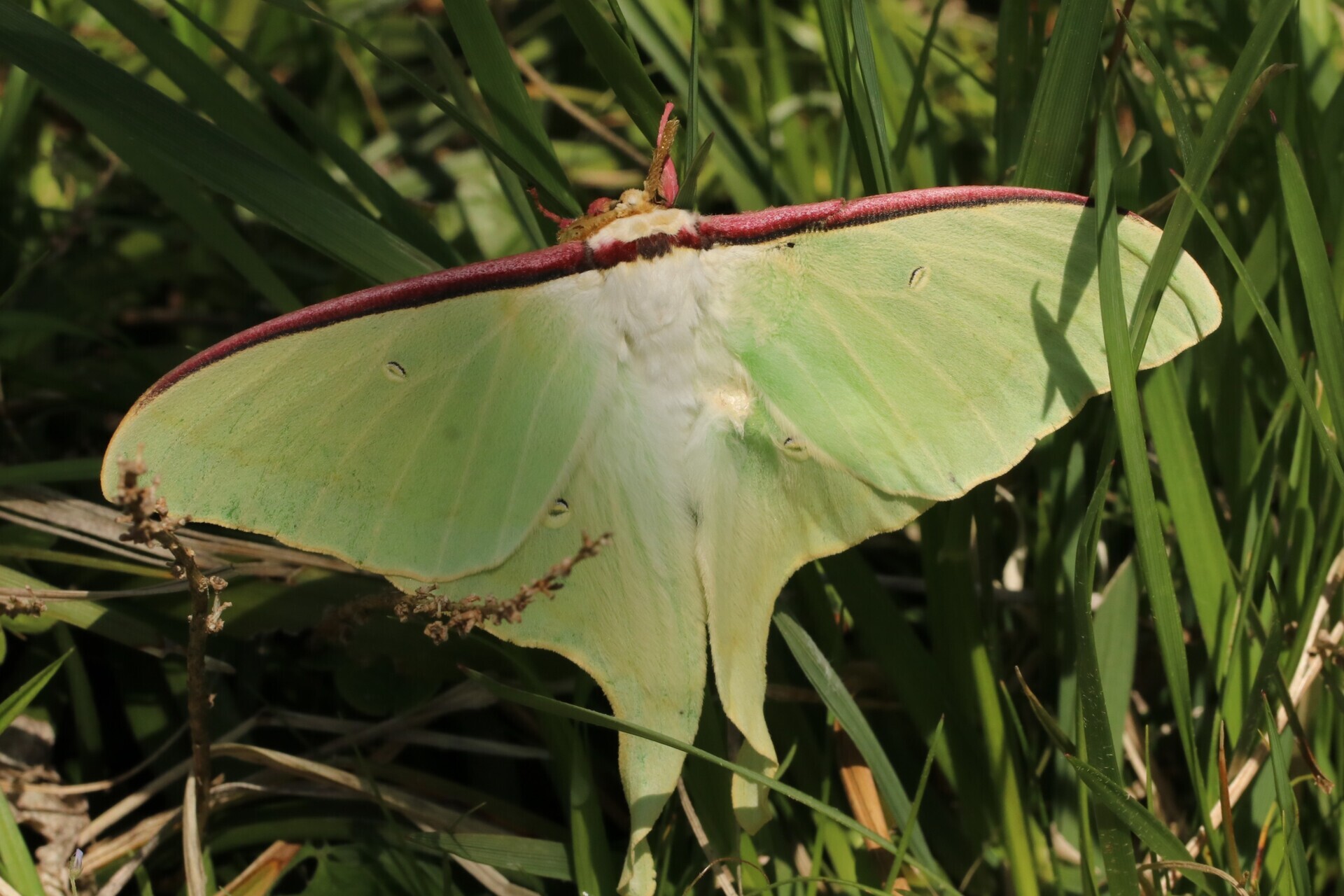 4月14・20日 多摩川のセセリ: ゆたかの自然散歩。